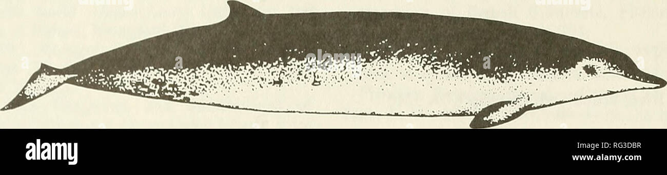 Mesoplodon species hi-res stock photography and images - Alamy