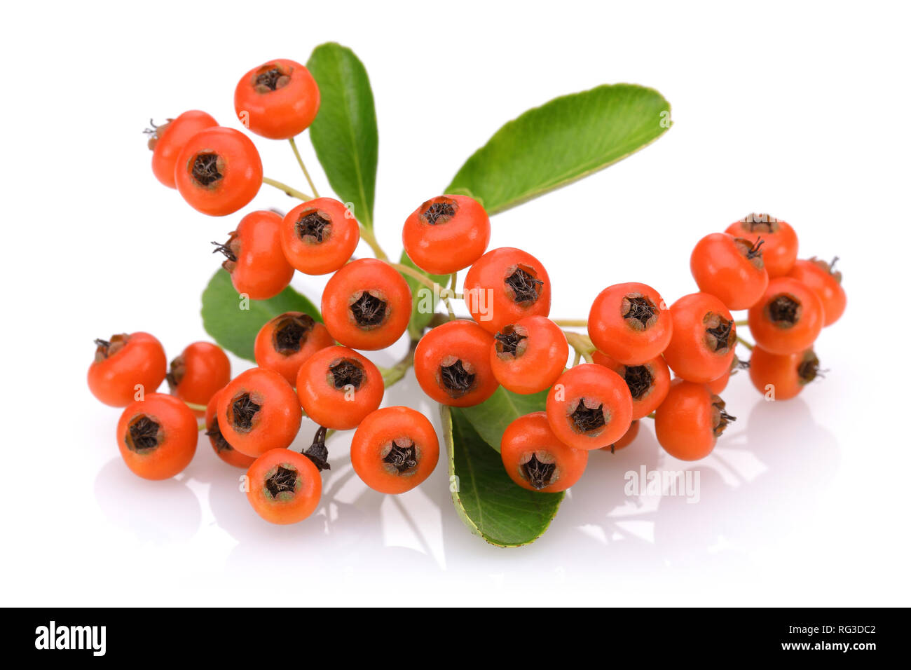 Hippophae rhamnoides garden Cut Out Stock Images & Pictures - Alamy