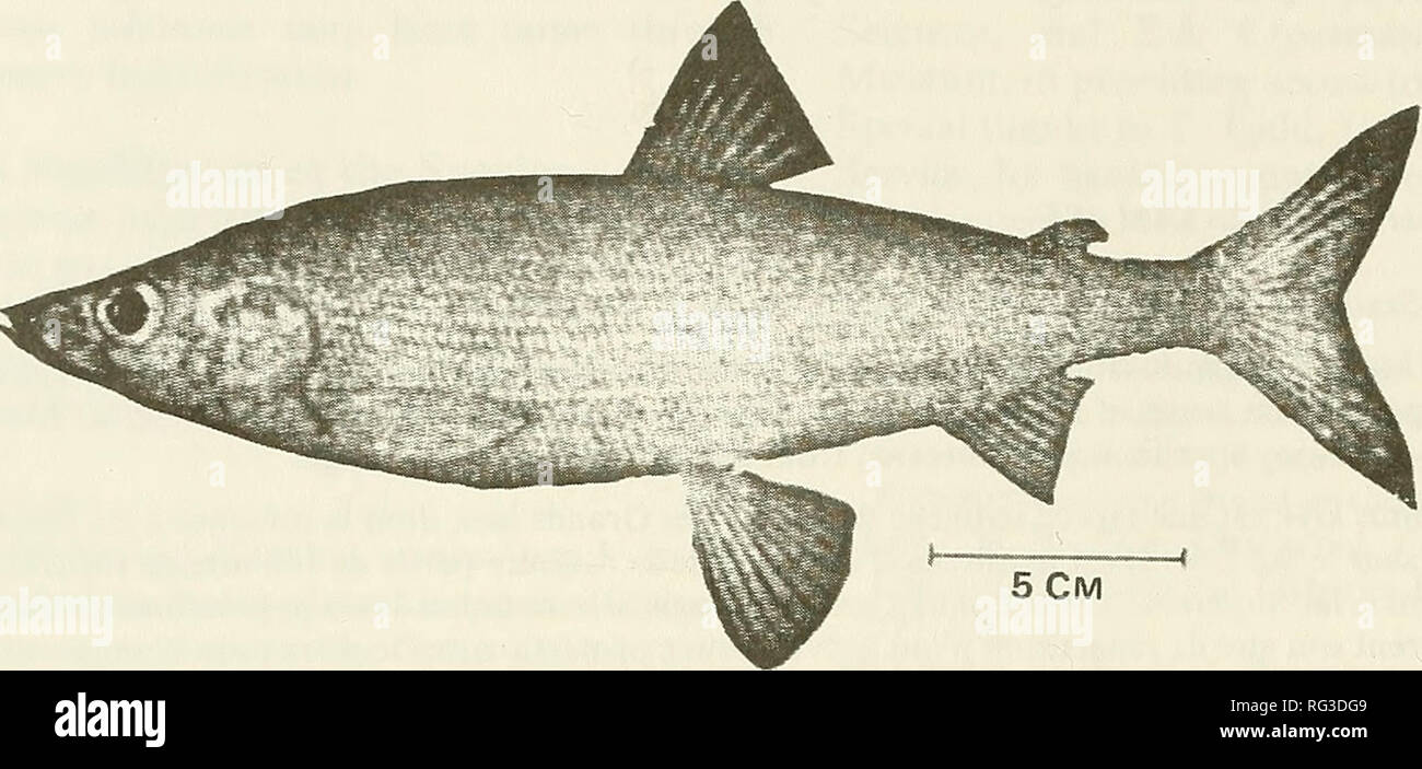 Kiyi hi-res stock photography and images - Alamy