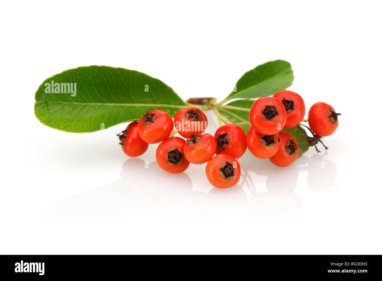 Sea Buckthorn (Sea berry) and leaves isolated on white background Stock ...
