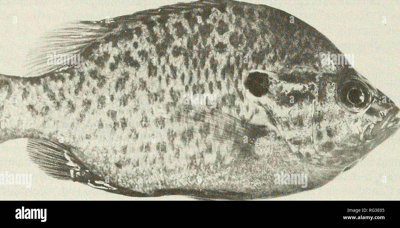 . The Canadian field-naturalist. 70 The Canadian Field-Naturalist Vol ...