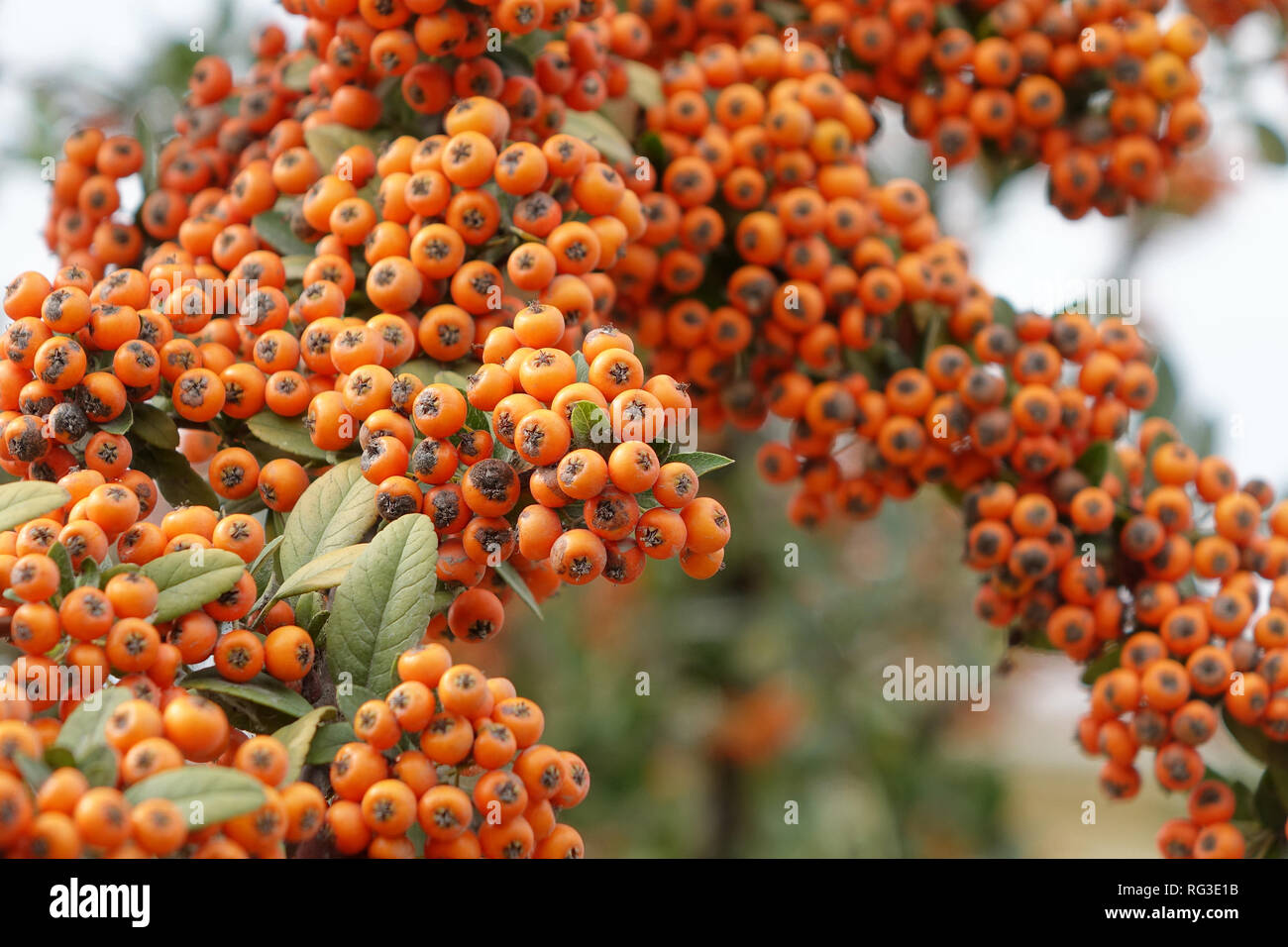 Branch sea buckthorn tree many hi-res stock photography and images - Alamy