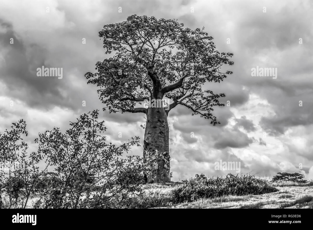 Trip through Angola's lands 2018: View with typical tropical landscape ...