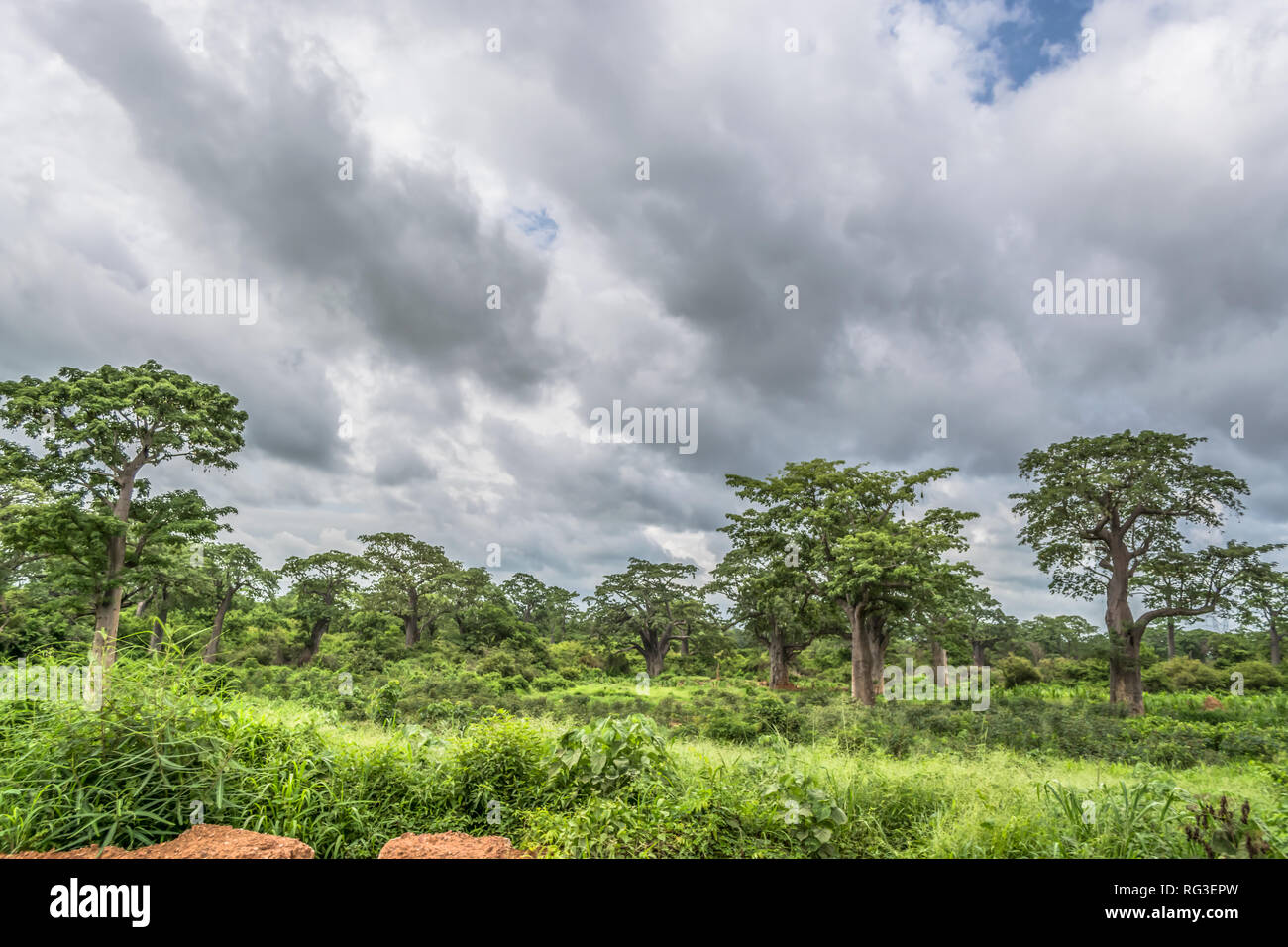 Trip through Angola's lands 2018: View with typical tropical landscape ...