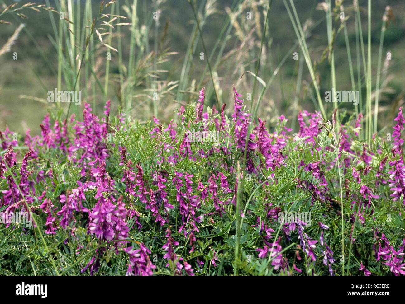 Vetch plants hi-res stock photography and images - Alamy