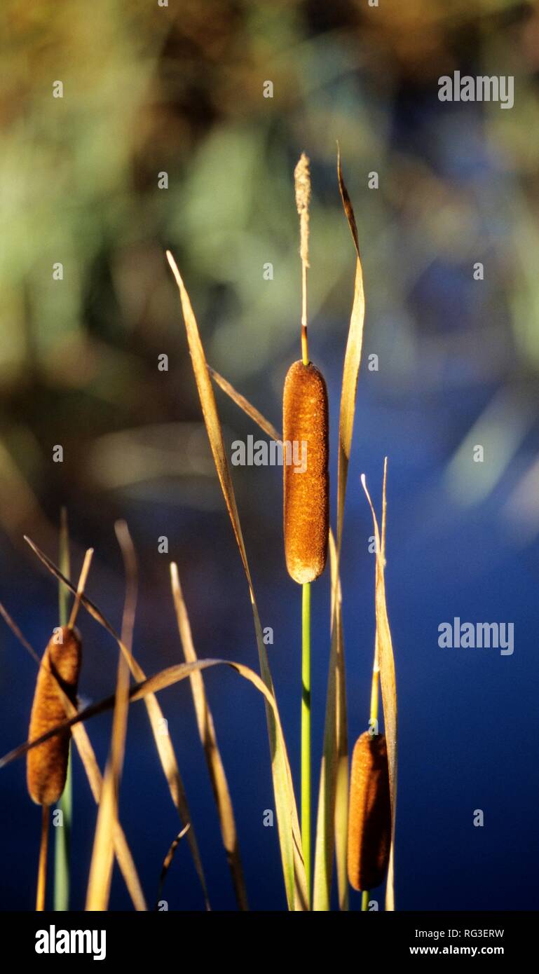 DEU, Germany: plants, reed mace Stock Photo - Alamy