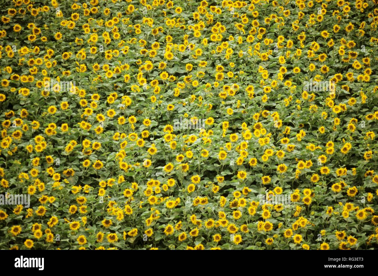 DEU, Germany: plants, sunflowers Stock Photo - Alamy