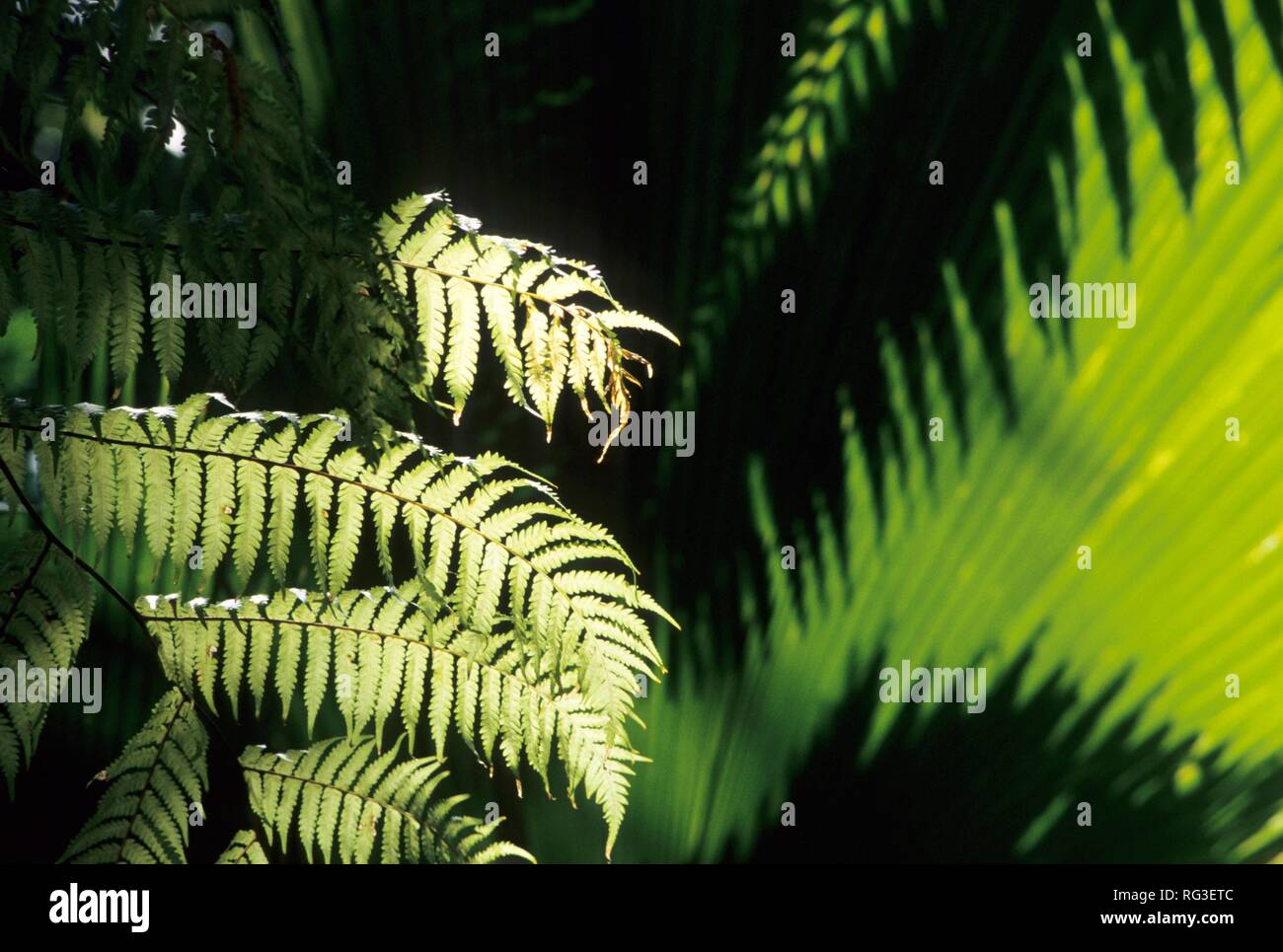 Plants germany hi-res stock photography and images - Alamy