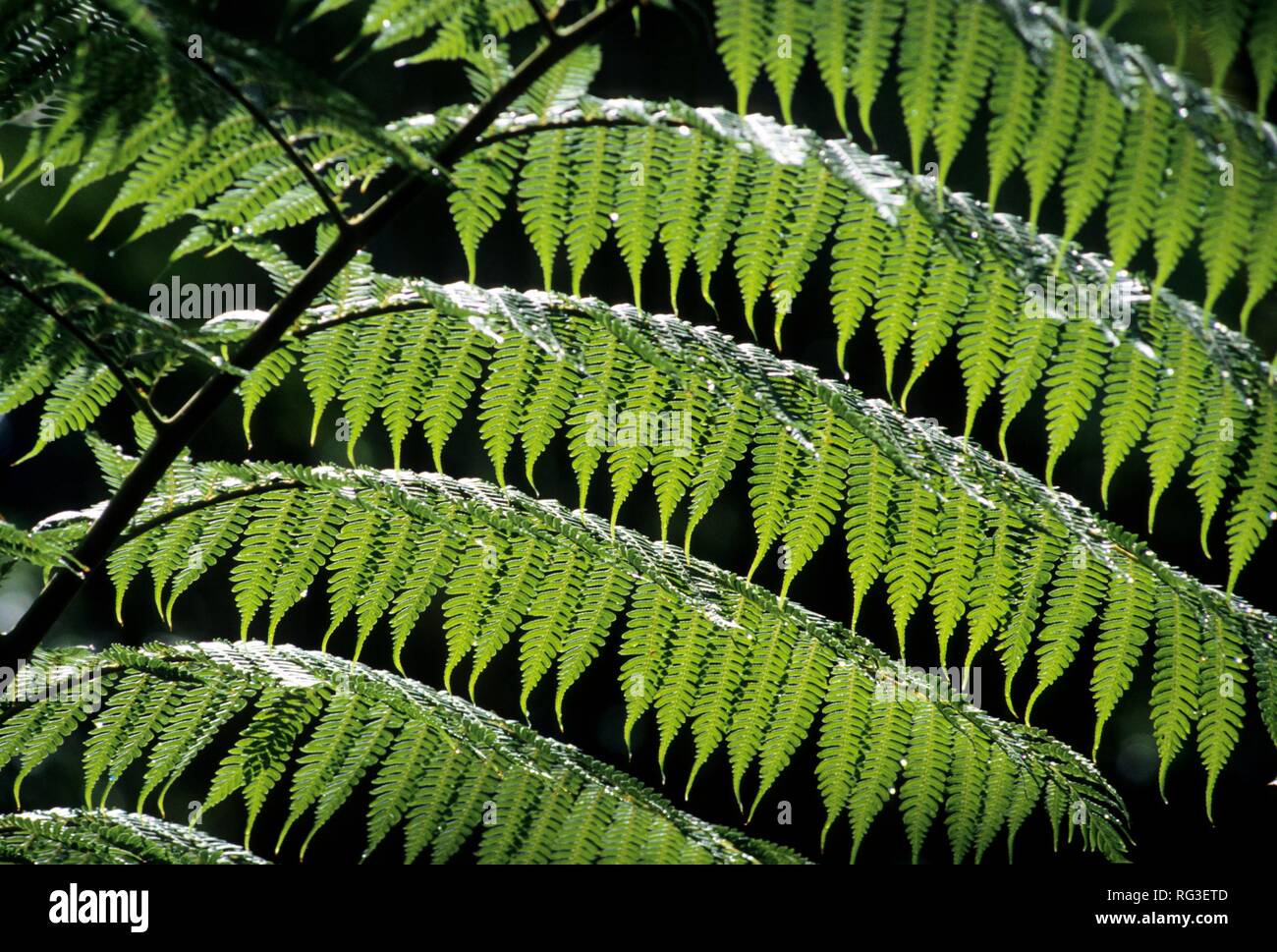 Plants farn hi-res stock photography and images - Alamy