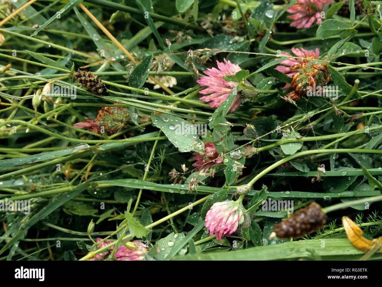Plants clover hi-res stock photography and images - Alamy