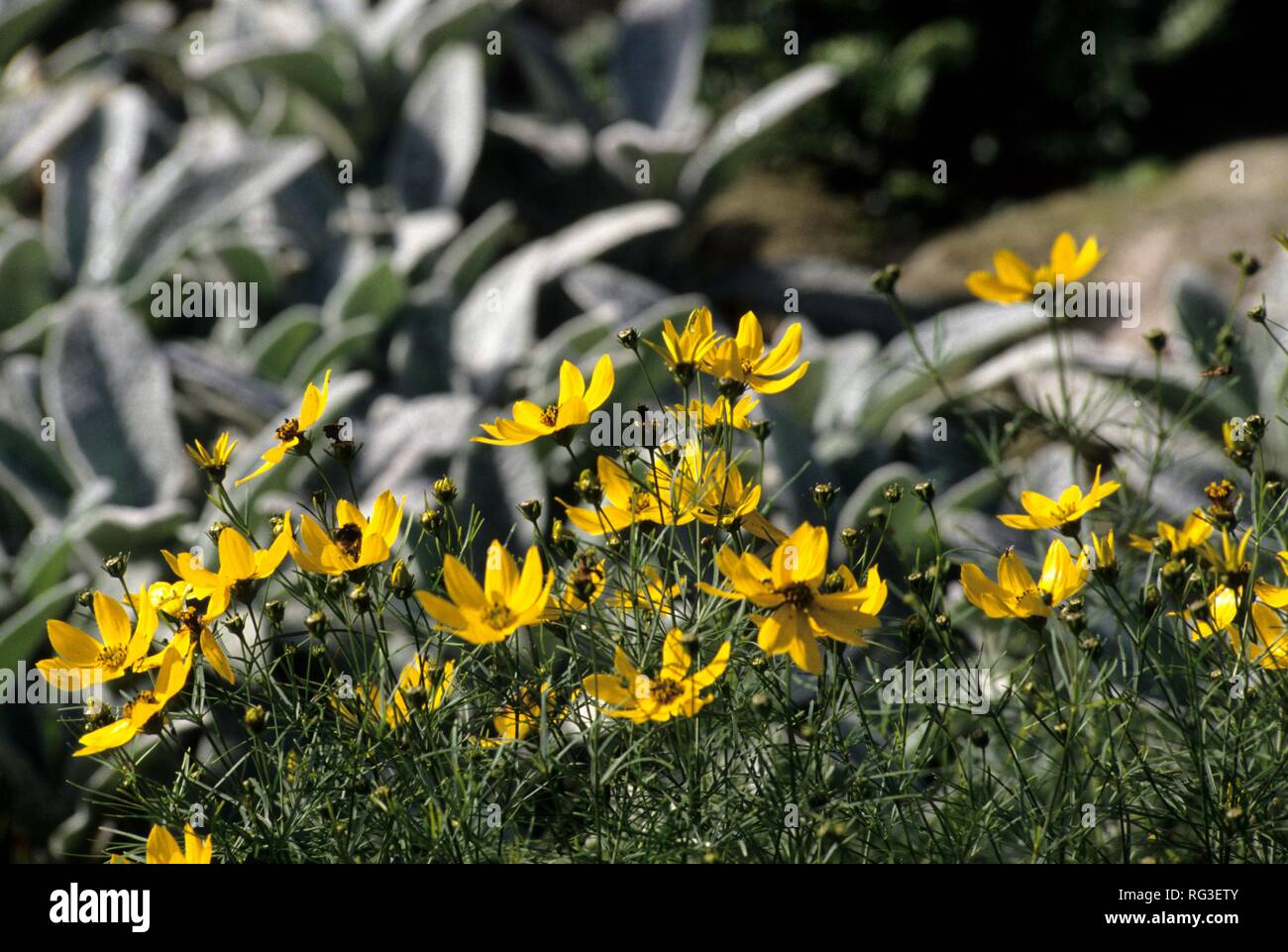 DEU, Germany: plants, tickseed moonbeam (Coreopsis verticillata Stock ...