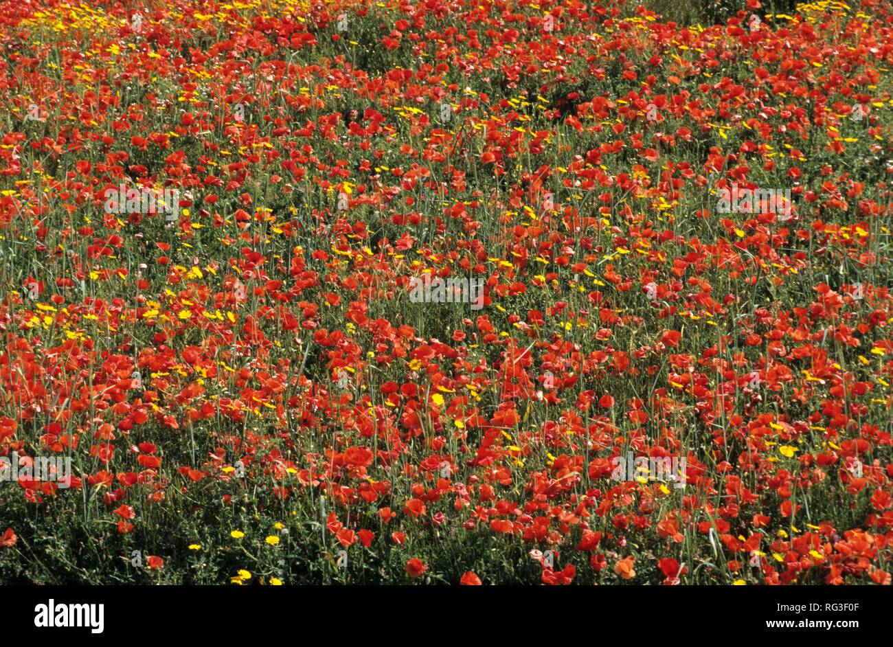 MLT, Malta: corn poppy Stock Photo - Alamy