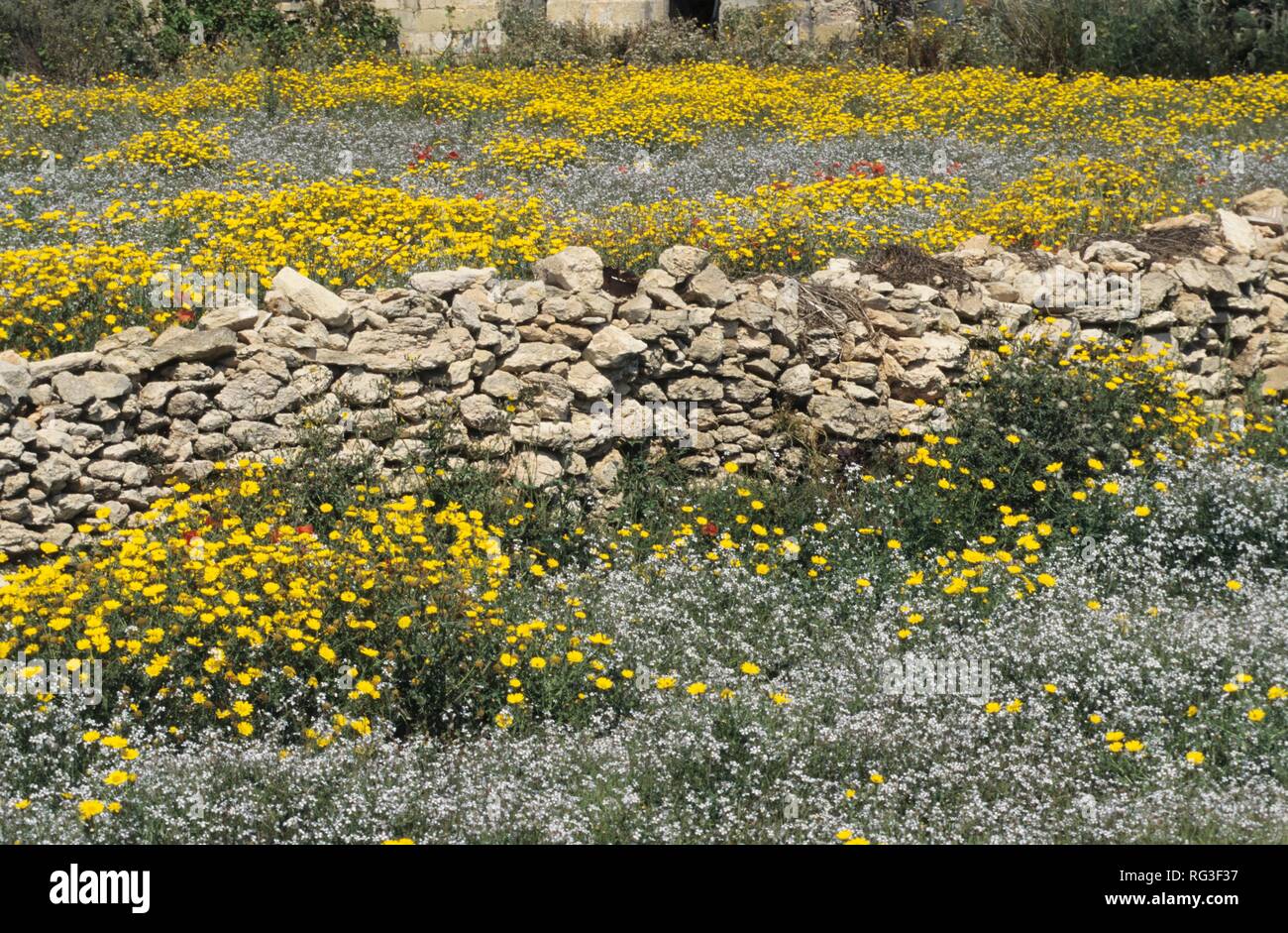 Mlt hi-res stock photography and images - Alamy