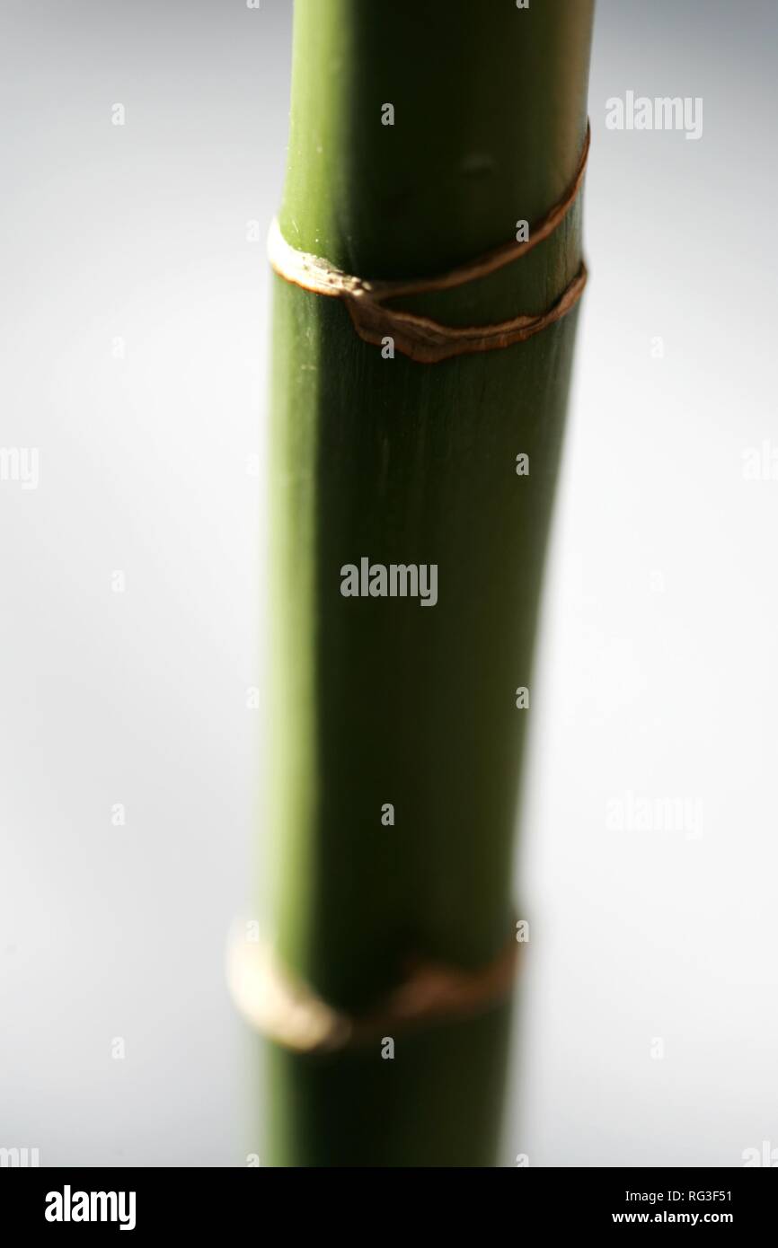Stem of bamboo, detail Stock Photo - Alamy