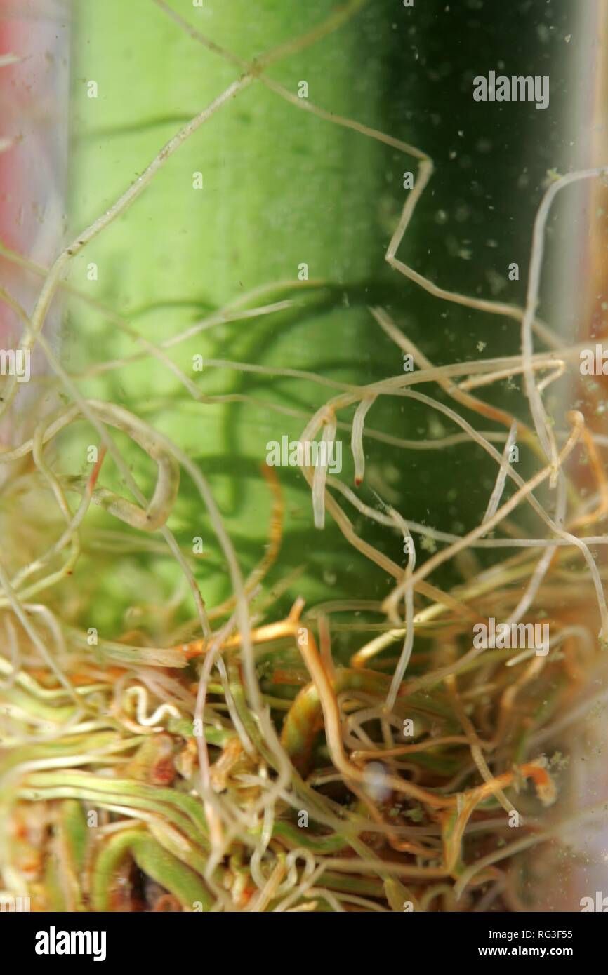 Bamboo plant roots hi-res stock photography and images - Alamy