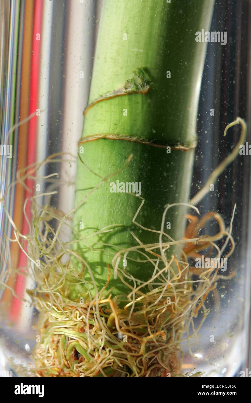 Bamboo plant roots hi-res stock photography and images - Alamy