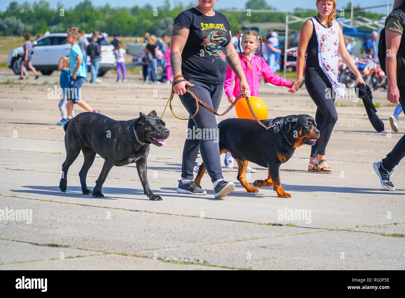 Two Rottweilers on a walk with their owners Stock Photo - Alamy
