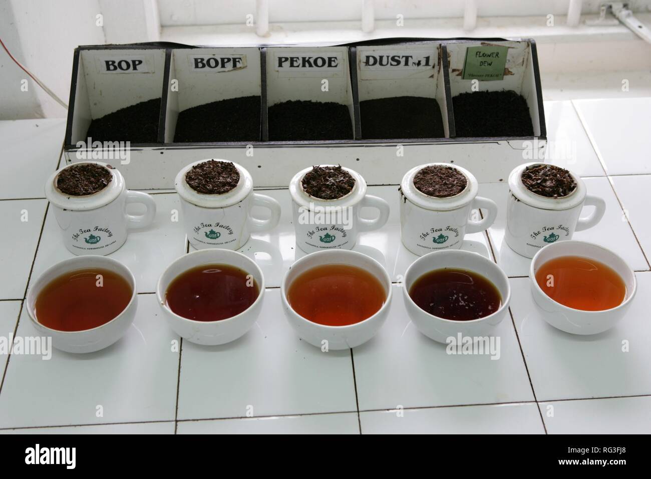 Ceylon tea tasting sri lanka hi-res stock photography and images - Alamy