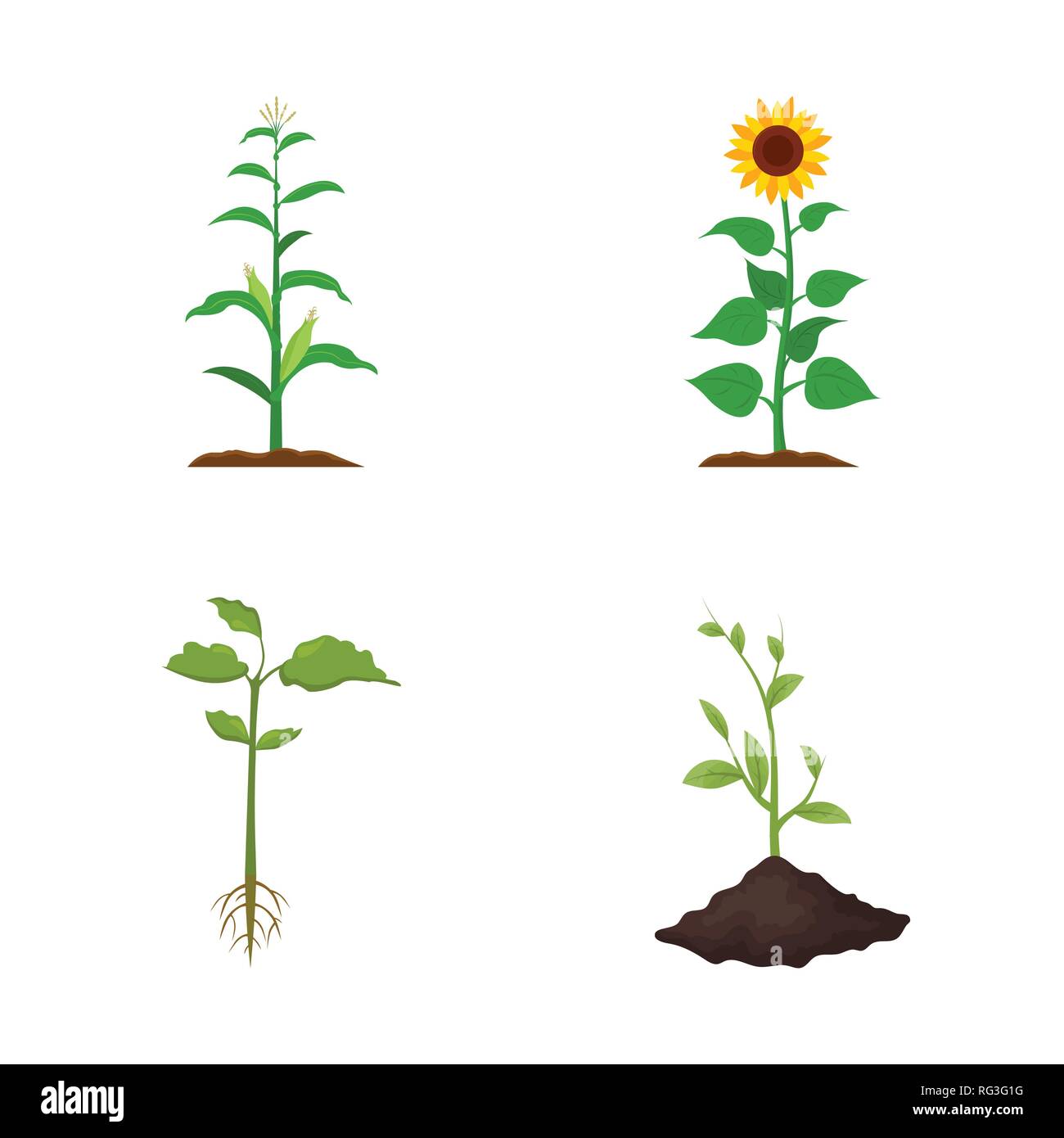 grow,root,cycle,development,seed,plant,bean,germinate,process,seedling ...