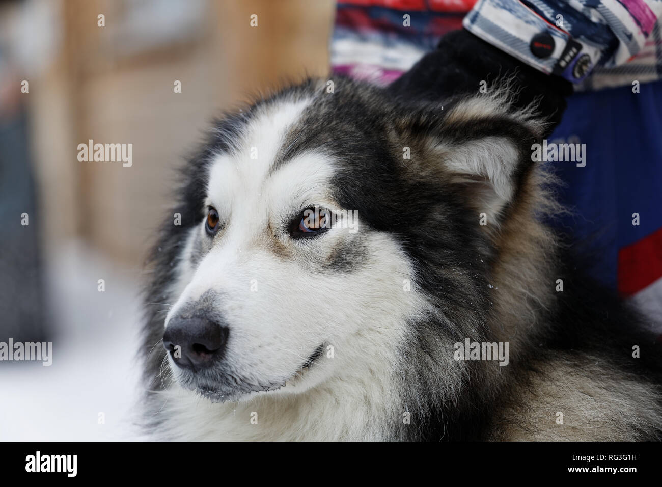 Husky head hi-res stock photography and images - Alamy