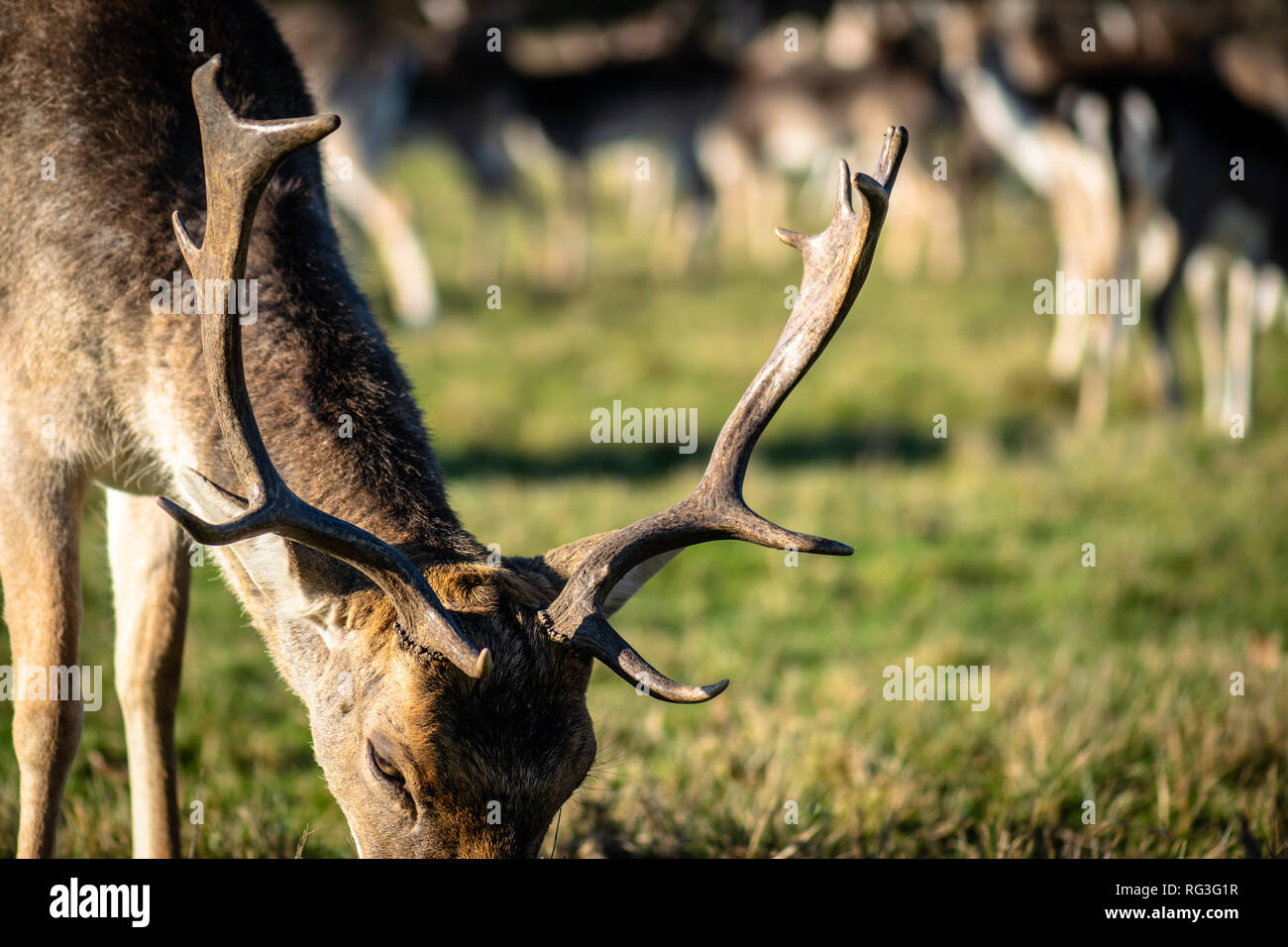 Life stags hi-res stock photography and images - Alamy