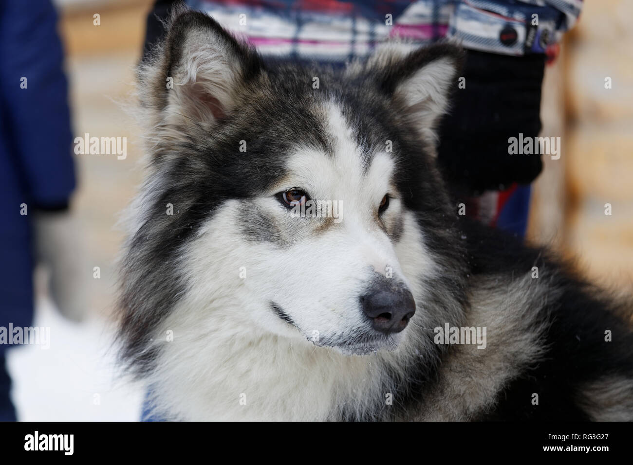 Close up dogs hi-res stock photography and images - Alamy