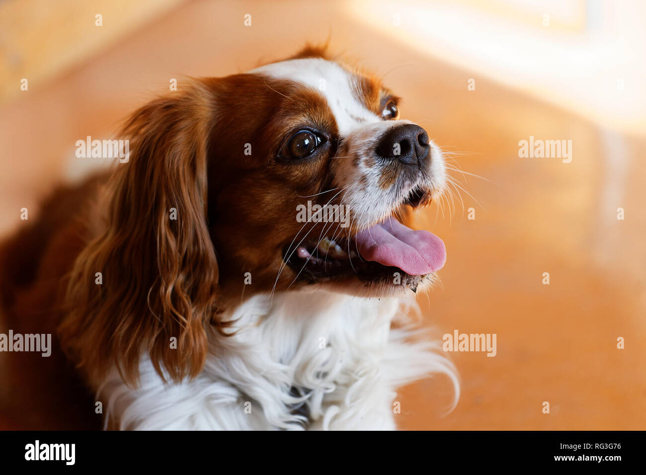 King Charles Spaniel (English Toy Spaniel) - small dog breed of the ...