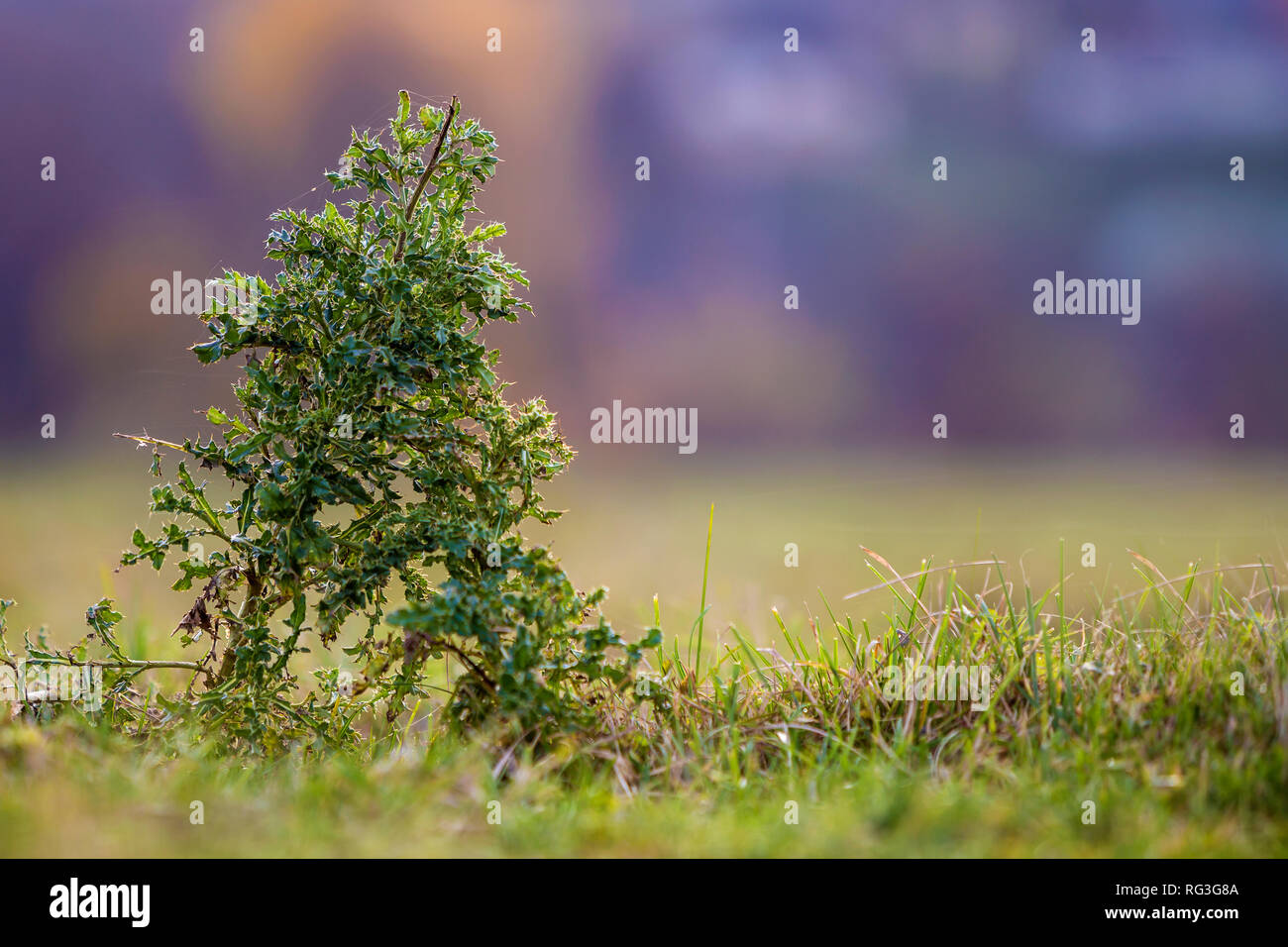 Close-up big tall spear thistle green barbed prickly plant on high ...