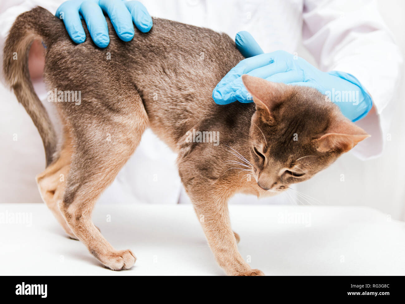 cat at the reception at the vet, veterinarian in background Stock Photo ...