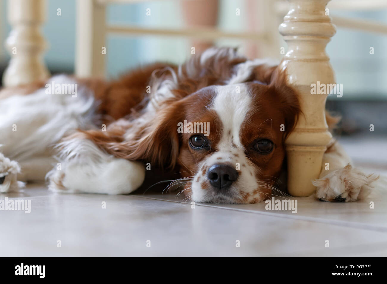 King Charles Spaniel lying on the floor and sad looks forward Stock ...