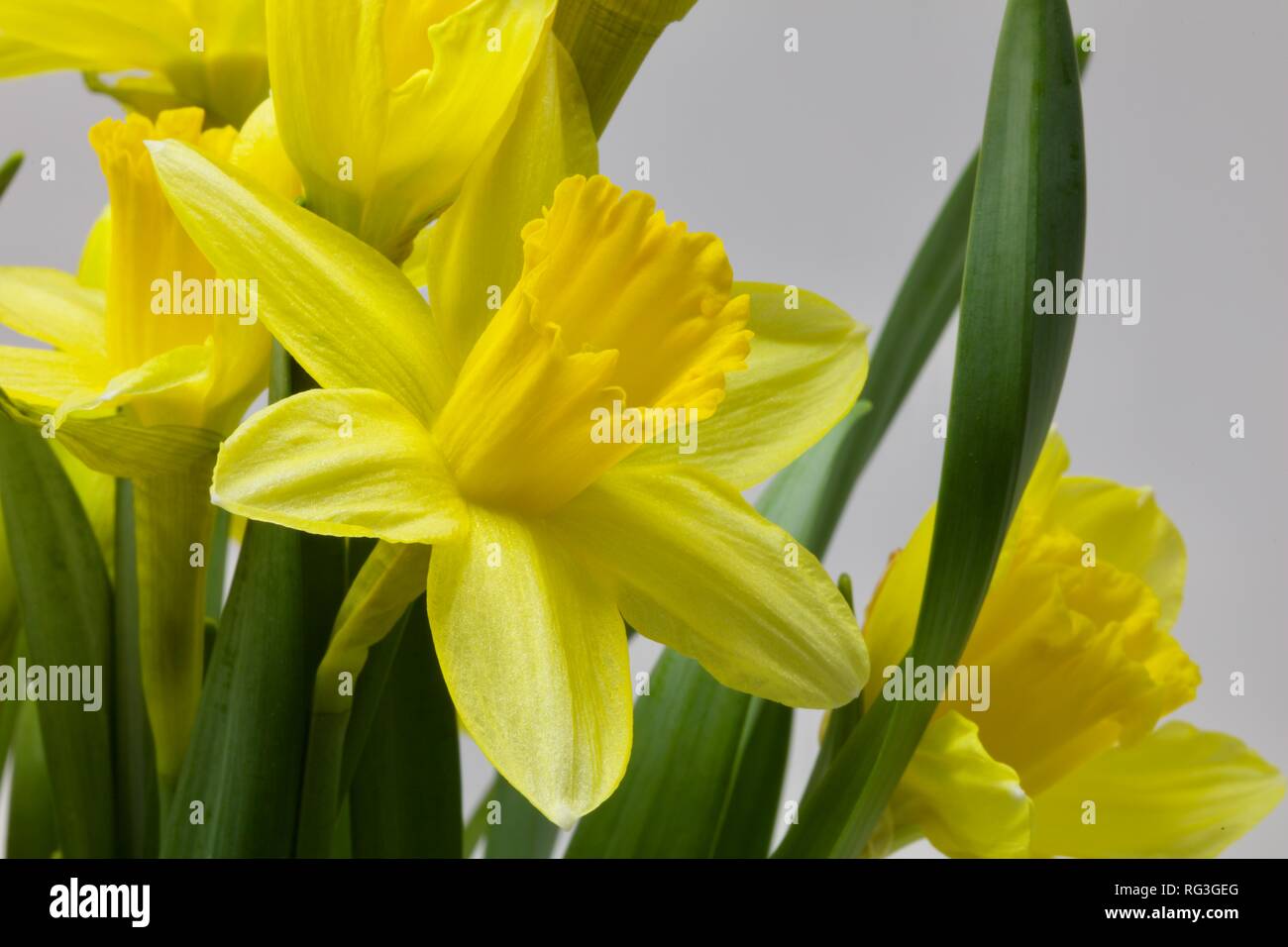 Corona shaped flower hi-res stock photography and images - Alamy