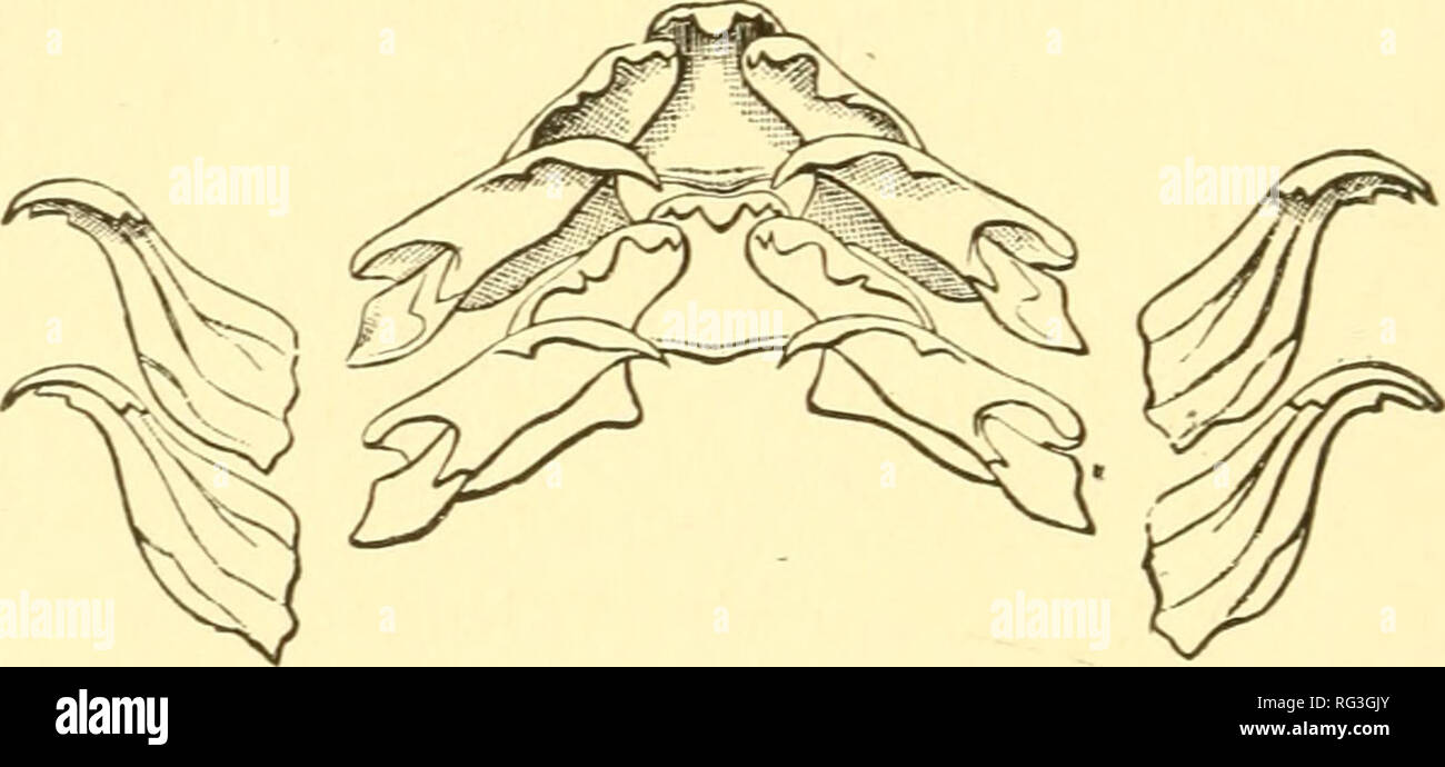 . The Cambridge natural history. Zoology; Zoologia Geral. 20 ORIGIN OF ...
