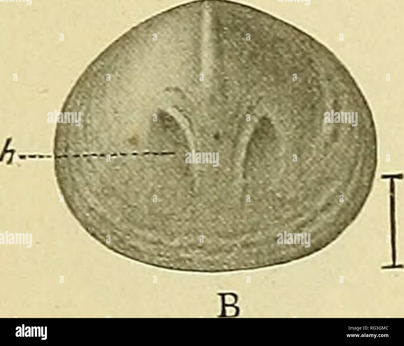 Pectenoides hi-res stock photography and images - Alamy