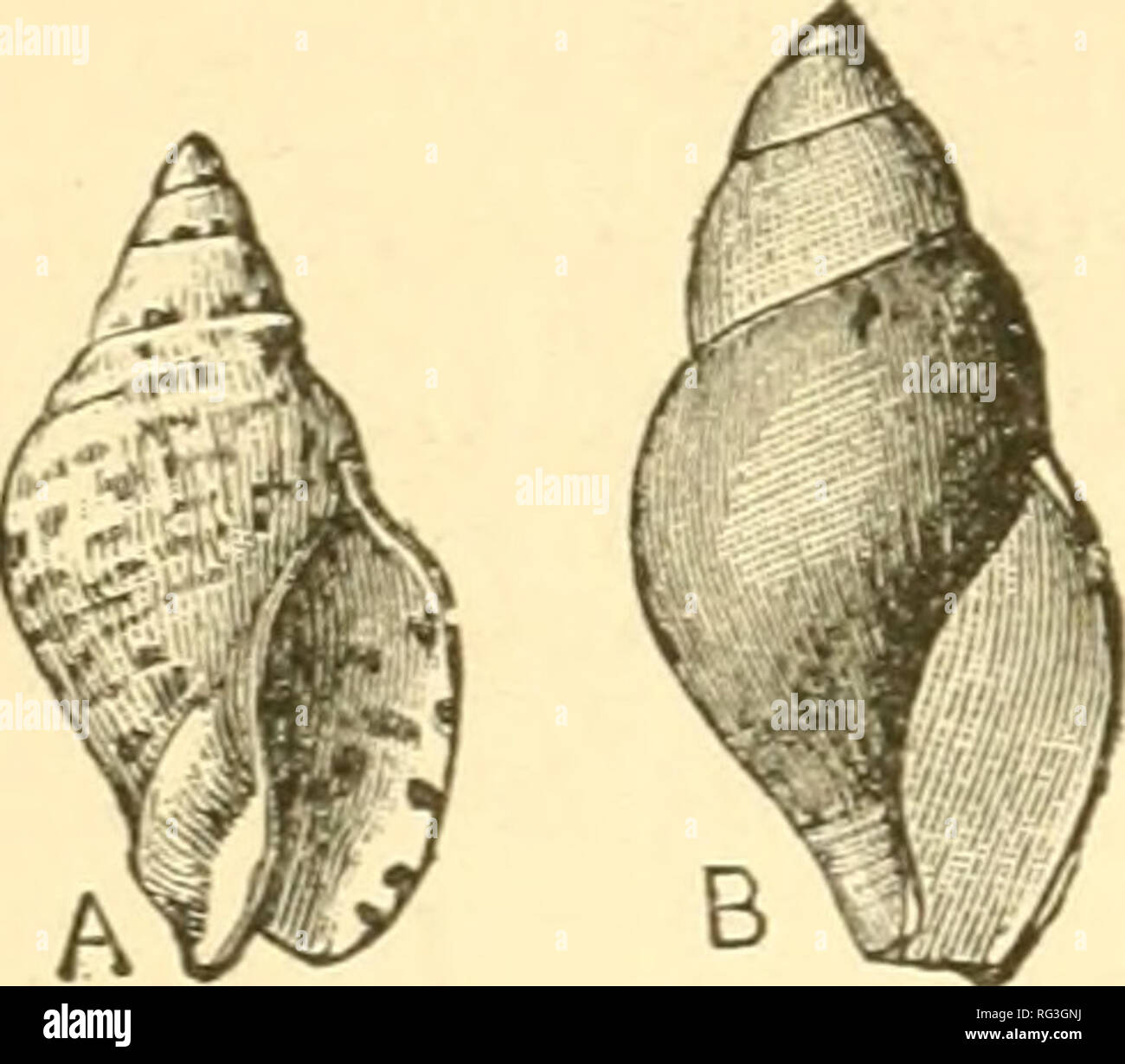 . The Cambridge natural history. Zoology; Zoologia Geral. i6 ORIGIN OF ...