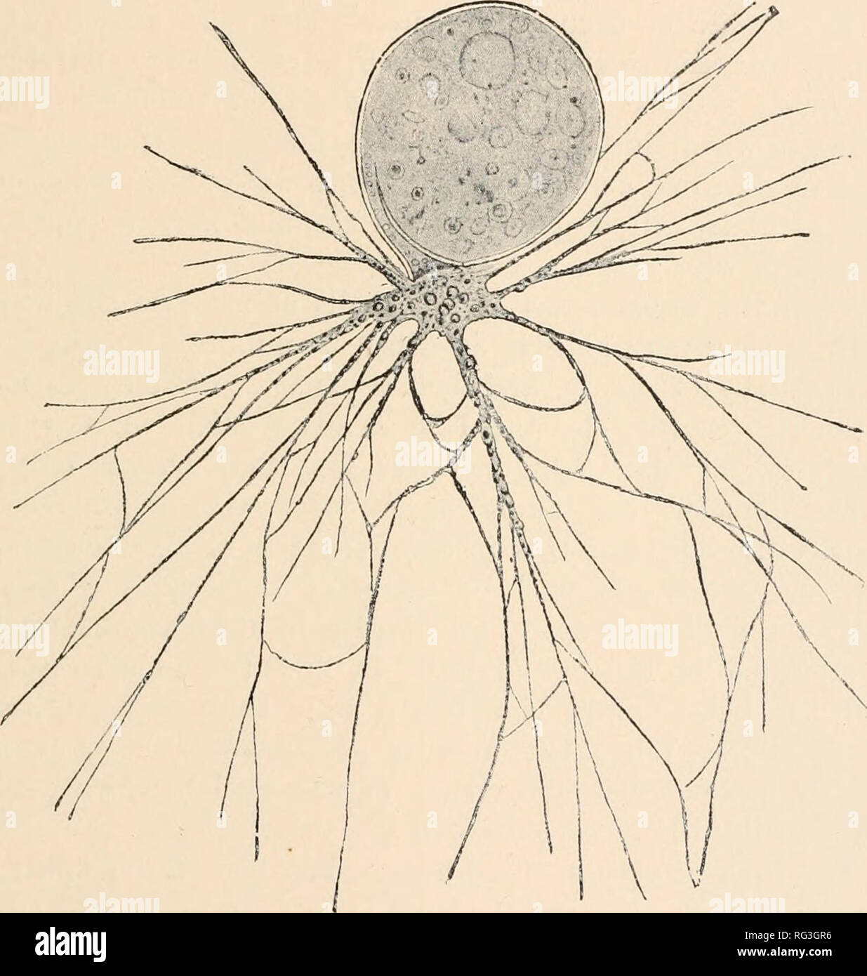 Foraminifera plankton hi-res stock photography and images - Alamy