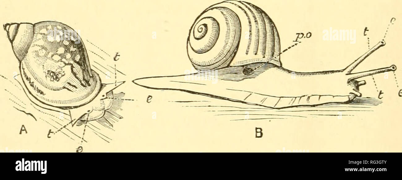 . The Cambridge natural history. Zoology; Zoologia Geral. FiG. 6 ...