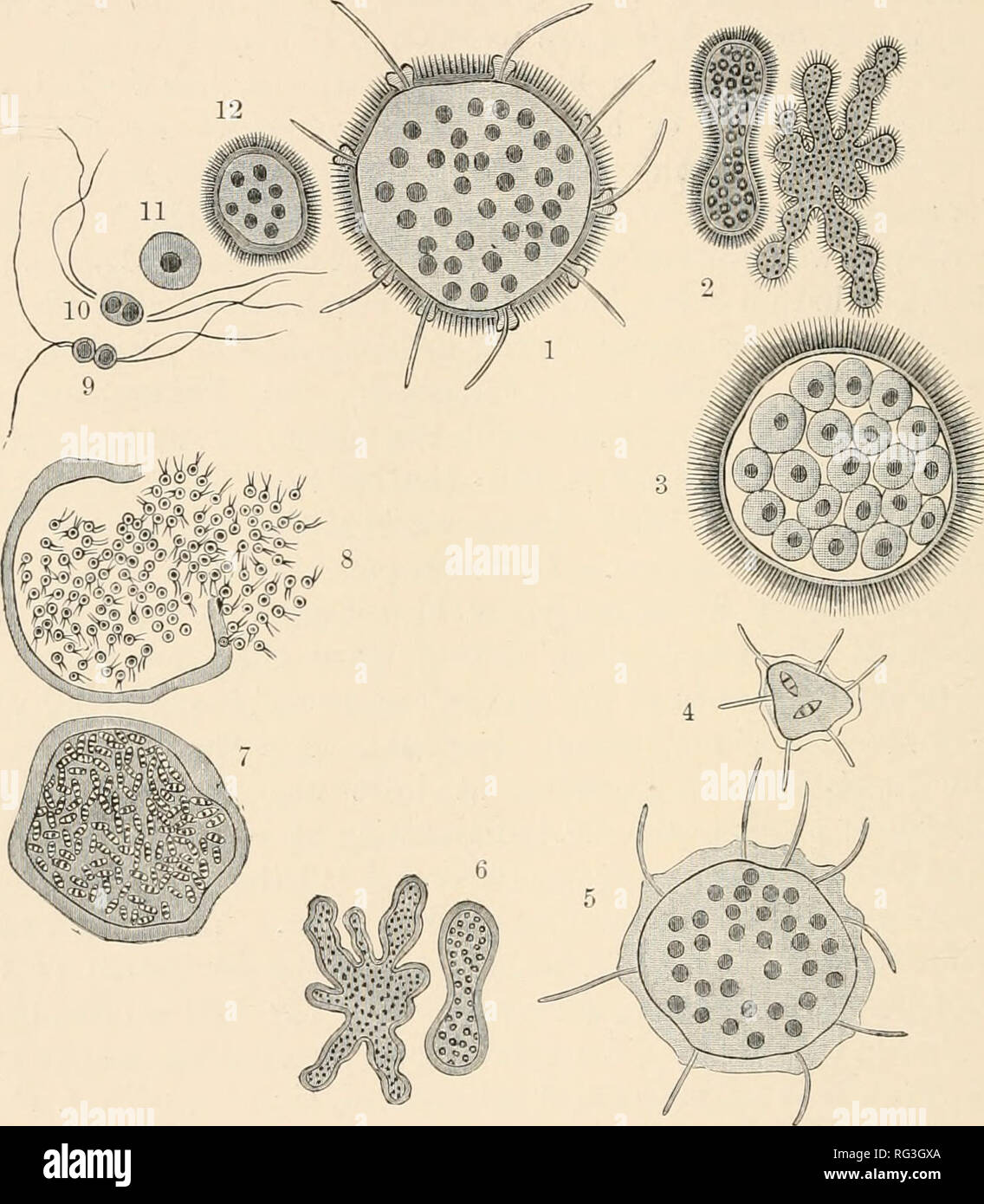 Chitinous plates hi-res stock photography and images - Alamy