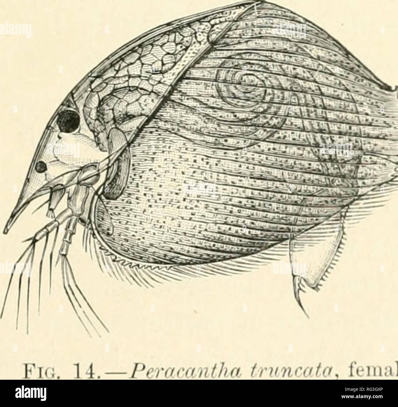 . The Cambridge natural history. Zoology. INTERNAL ANATOMY OF CLADOCERA ...