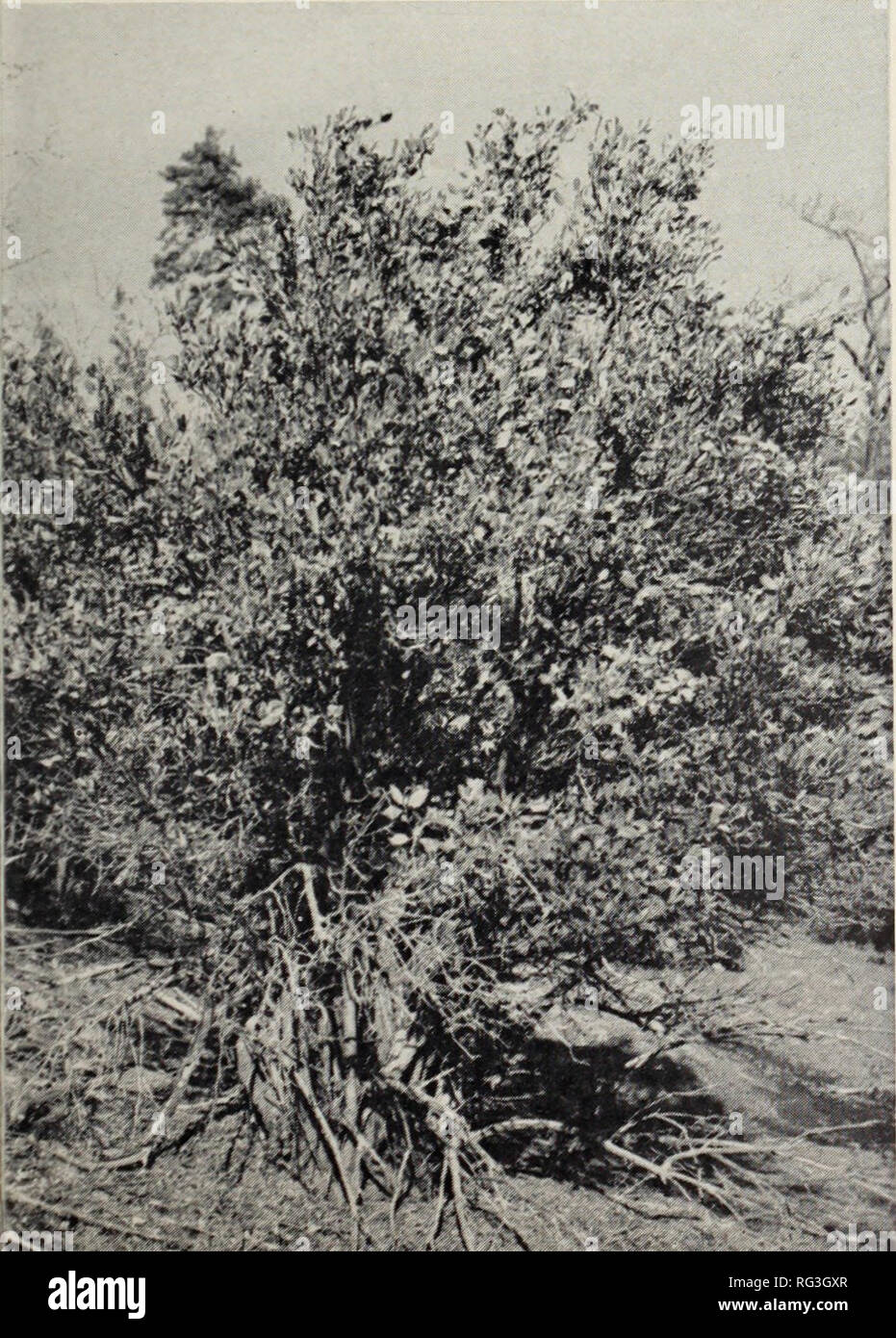 Tehama black tailed deer hi-res stock photography and images - Alamy