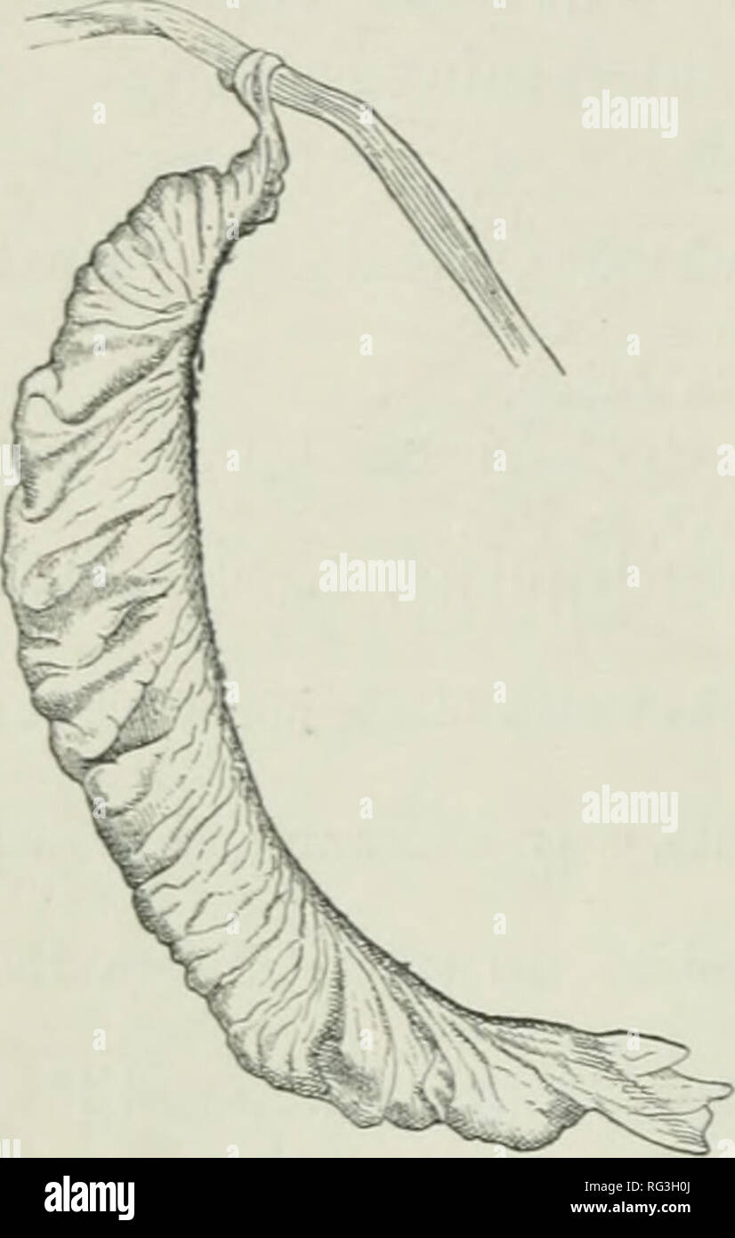 . The Cambridge natural history. Zoology. I lO URODELA aspect the ...