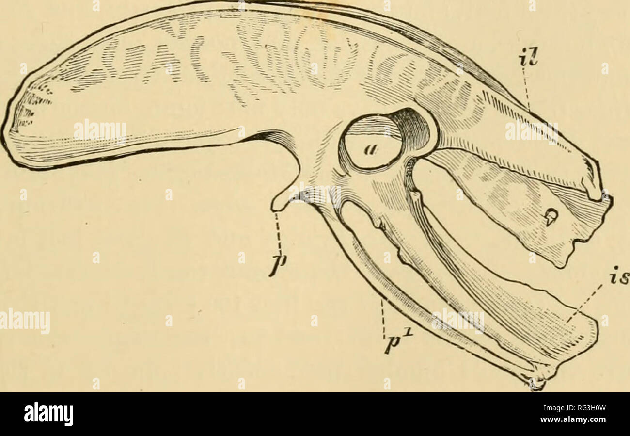 . The Cambridge natural history. Zoology; Zoologia Geral. SKELETON ...