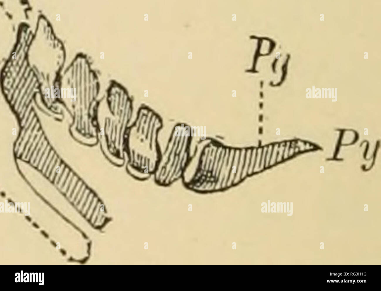 Carpometacarpus hi-res stock photography and images - Alamy