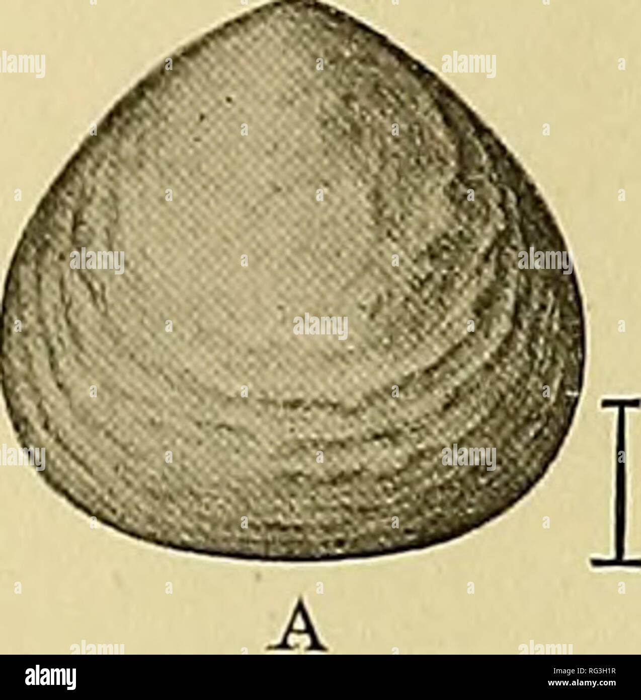 200 caballos hi-res stock photography and images - Alamy