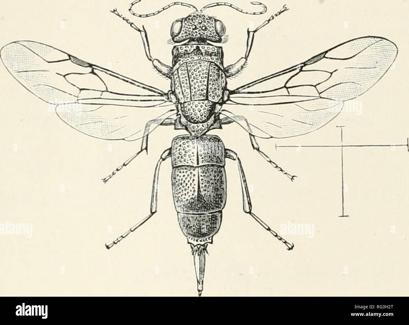 . The Cambridge natural history. Zoology. HYMENOPTERA connected that it ...