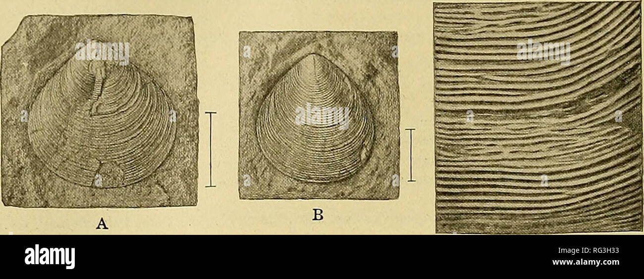 Lingula fossil hi-res stock photography and images - Alamy
