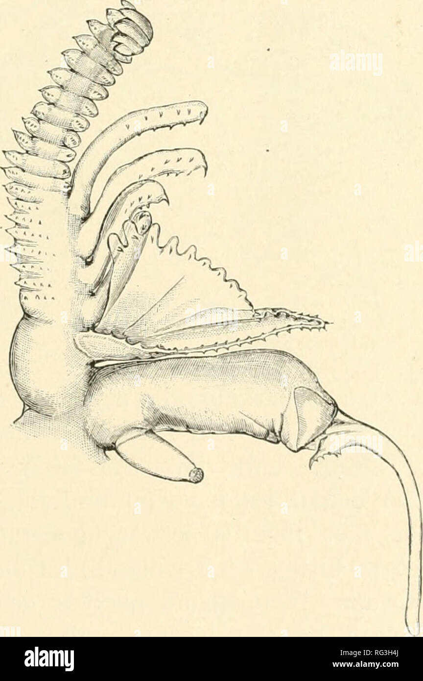 Chirocephalus hi-res stock photography and images - Alamy