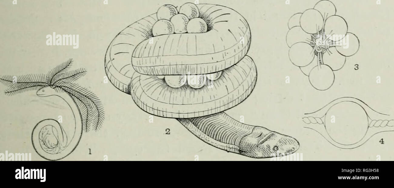. The Cambridge natural history. Zoology. COECILIIDAE 91 running water ...