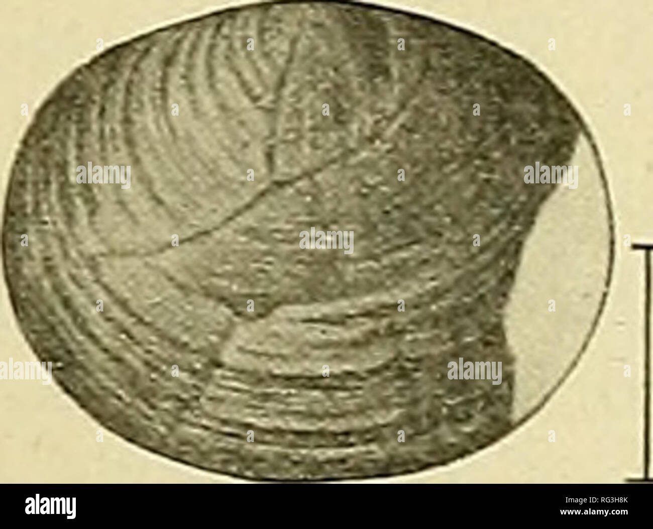 Fossil limestone matrix hi-res stock photography and images - Alamy