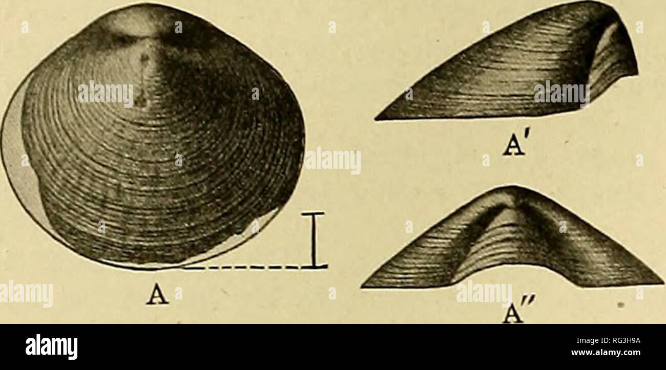 . Cambrian Brachiopoda. Brachiopoda, Fossil. 350 CAMBRIAN BRACHIOPODA ...