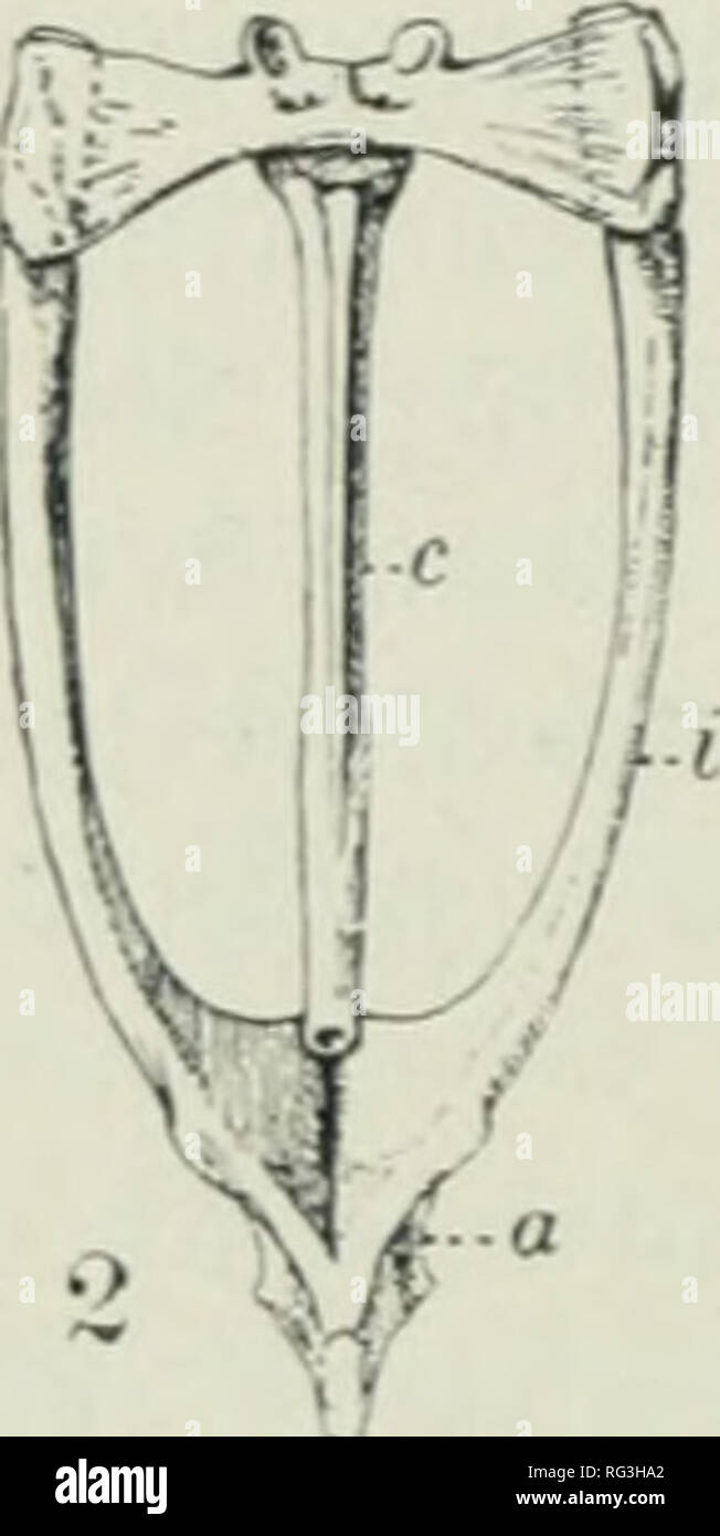 . The Cambridge natural history. Zoology. Fit;. 4.—Dorsal view of the ...